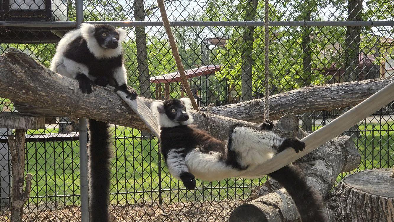 Discover Mikey & Huey: Sunbathing Black And White Ruffed Lemurs ...