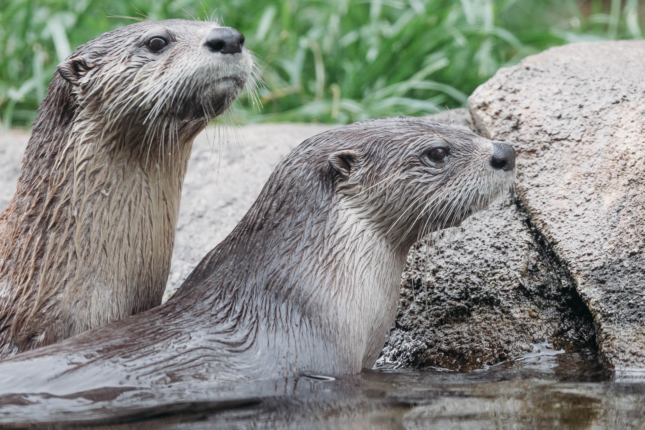 Celebrating The Remarkable North American River Otter - Riverbanks Zoo ...