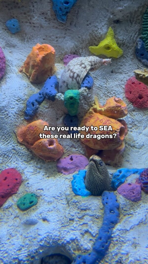 Discover The Dragon Moray Eel: A Ferocious Ocean Predator - Ripley's ...