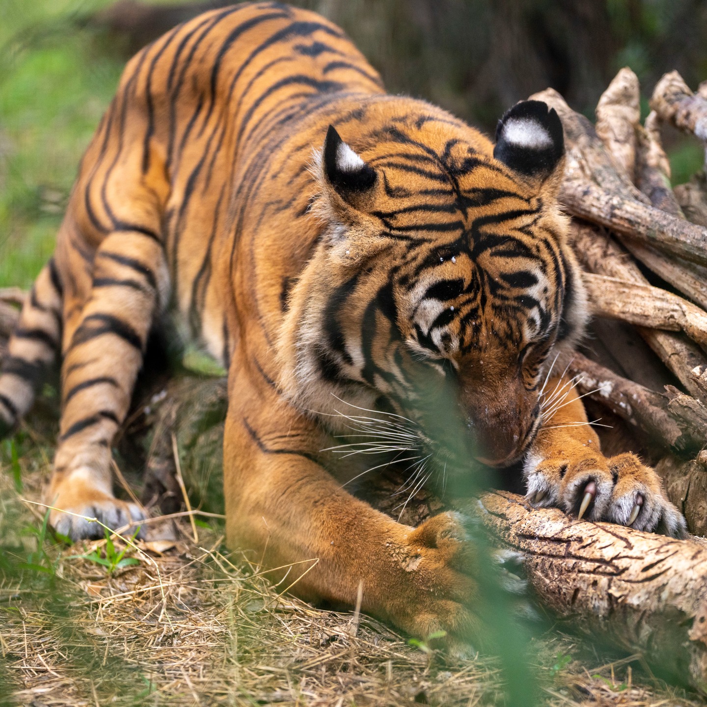 Why Big Cats Need Large Scratching Posts - Palm Beach Zoo Zoo Guide
