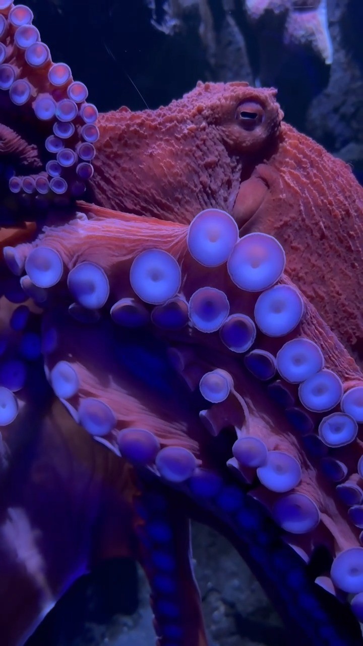 Did You Know Octopuses Have 2,000 Taste-Bud Suction Cups? - Zoos - USA ...