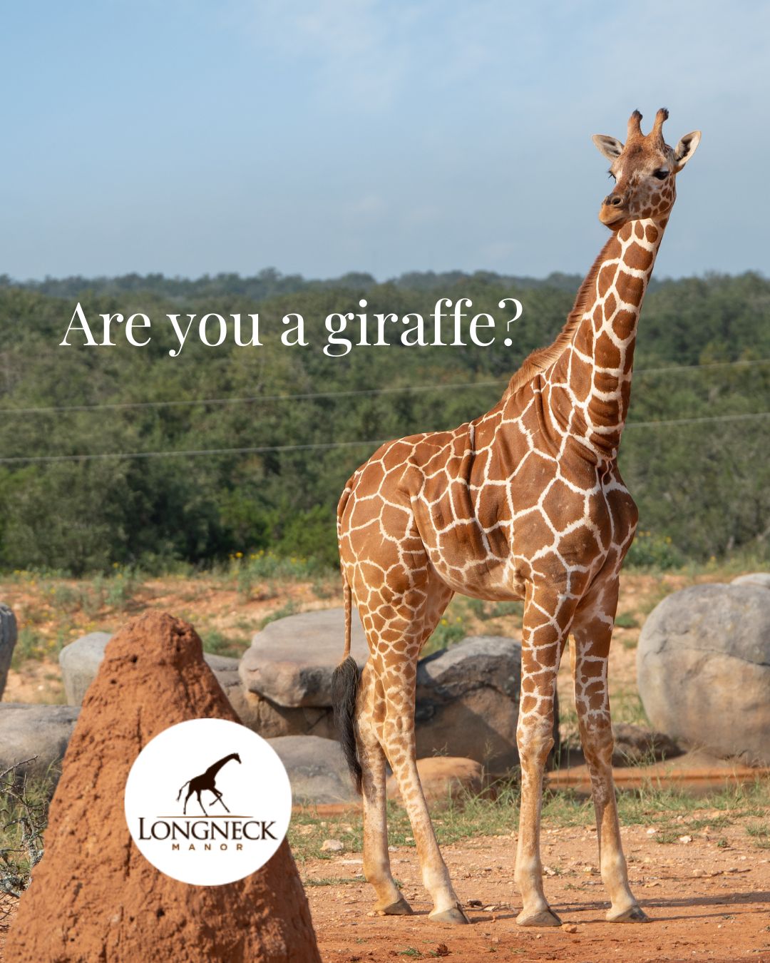 Recognizing Your Graceful Giraffe Friend In Every Group - Longneck ...