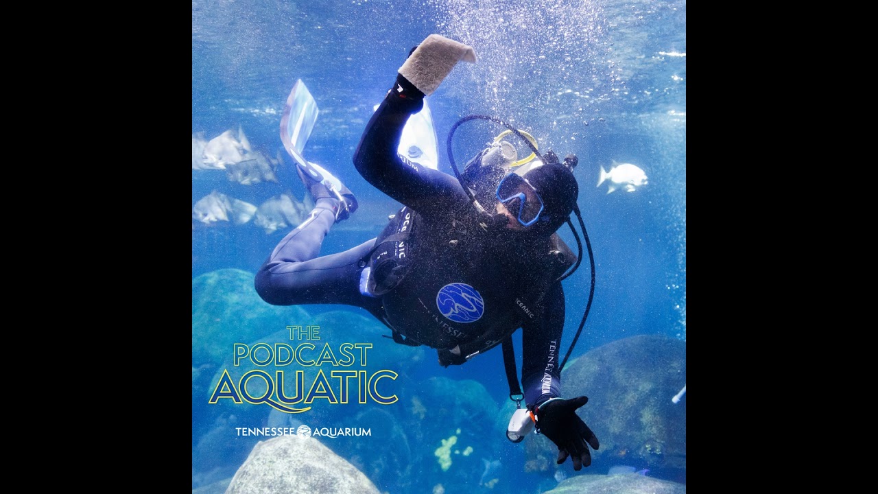 Exploring The Wonders Of SCUBA, Steven - Tennessee Aquarium Zoo Guide