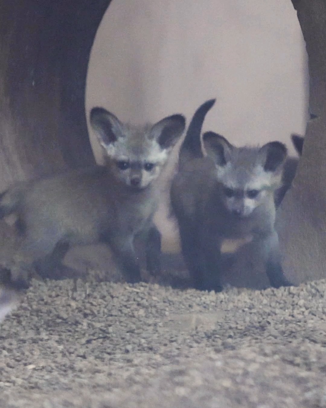 Six Bat-Eared Fox Kits Born At Zoo Knoxville: A Joyful Arrival! - Zoo ...