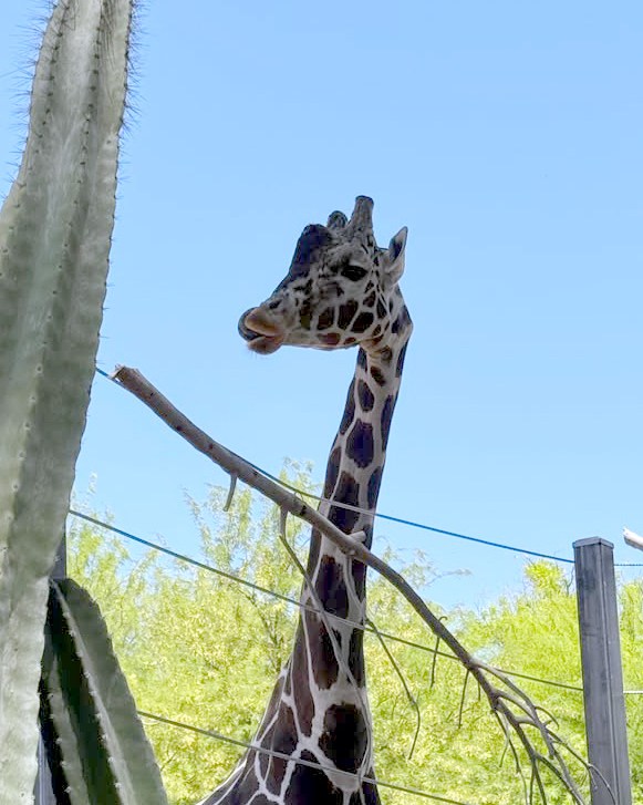 Beautiful Photos By Zoo Guest Gabriella Abril: A Feature - Zoos - USA ...