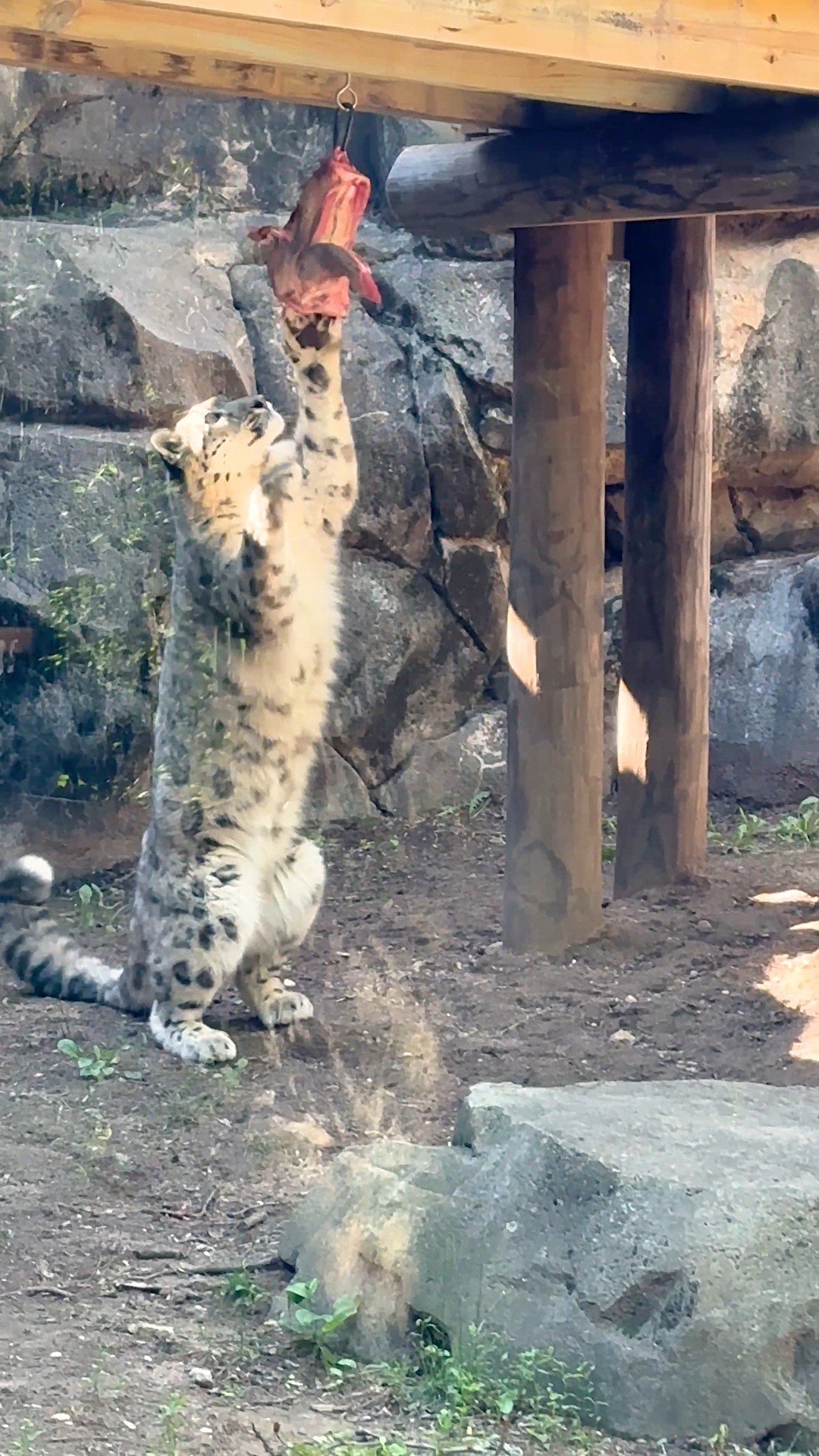 Yuki The Snow Leopard Turns 10: A Tasty Shank Celebration ...
