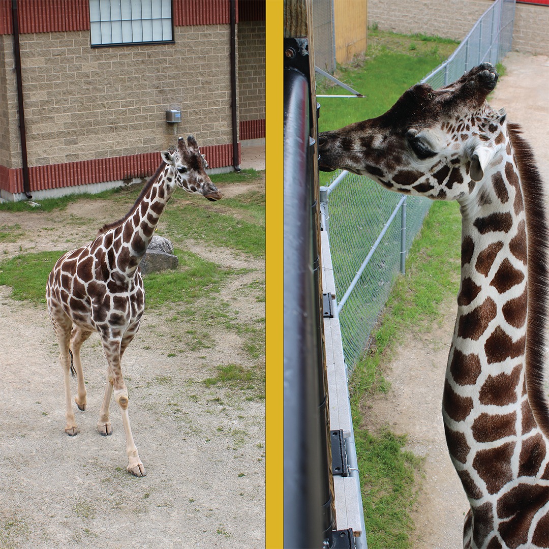 Giraffes' Long Tongues And Their Love For Leafy Greens - NEW Zoo Zoo Guide