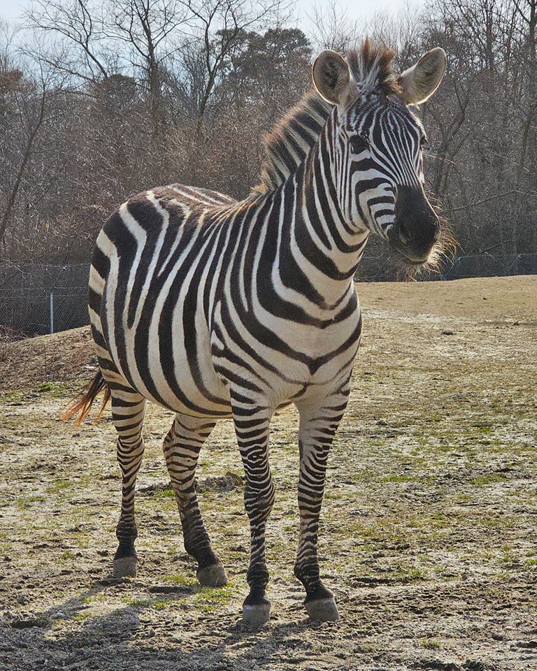 Celebrating Lydia's 6th Birthday: Meet Our Grant's Zebra Star! - Cape ...
