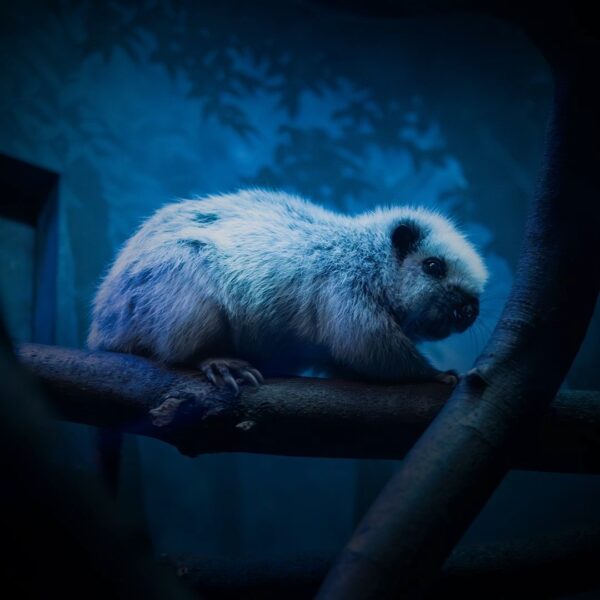 Correct Guess! Meet The Northern Luzon Giant Cloud Rat - Bronx Zoo Zoo ...