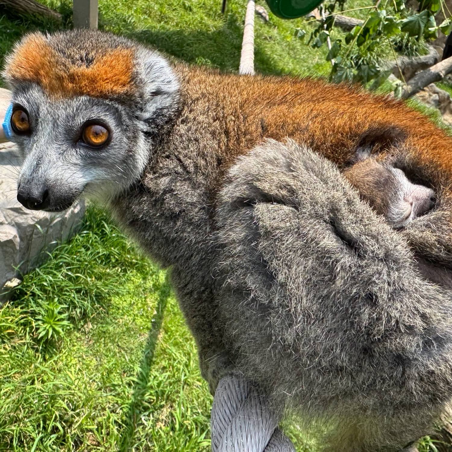 New Birth Alert: Crowned Lemur Infant Born To Sophie And Kipp ...