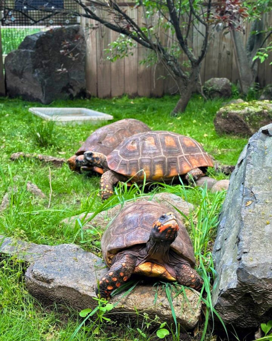 Tortoises Return To Exhibit As Warm Weather Arrives! Did You K ...