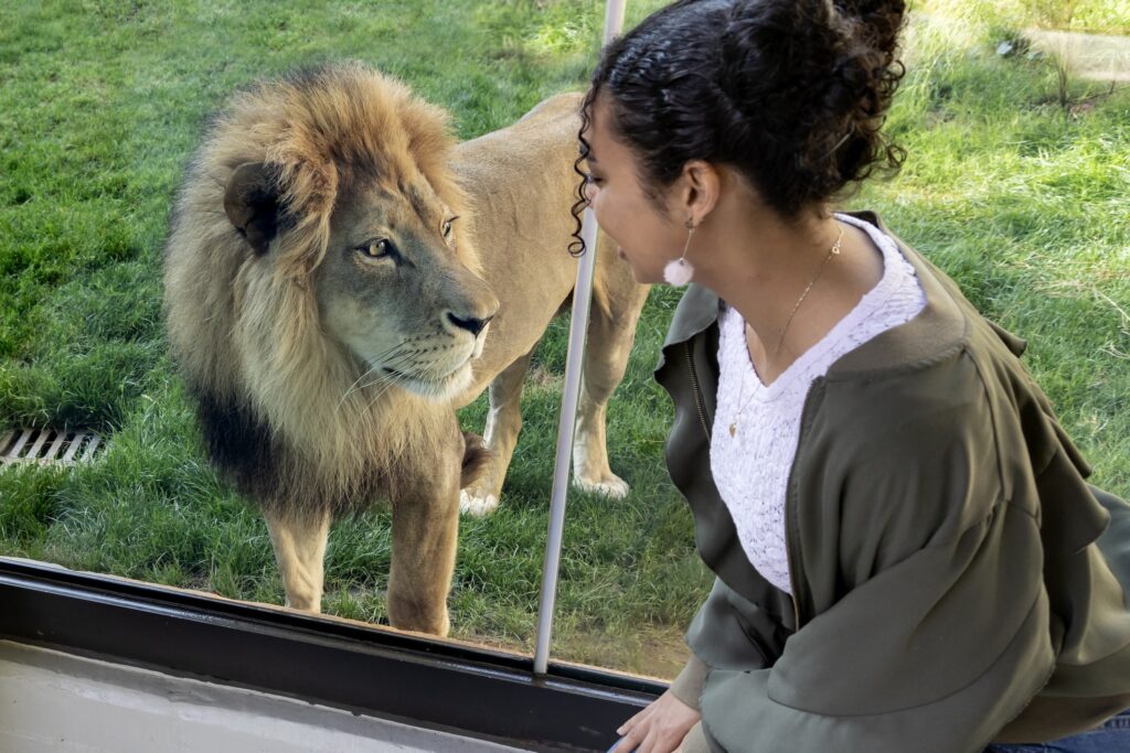 Share Your Photos At The New African Lion Habitat! - Zoos - USA ...