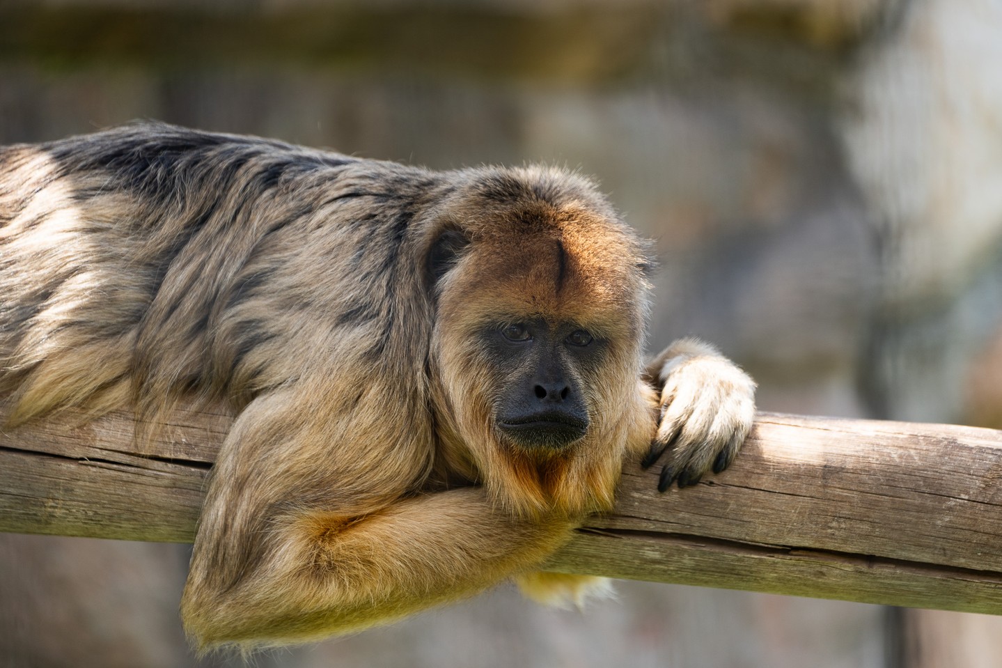 Even The Loudest Animals Need A Break From Roaring - Zoos - USA - Texas ...