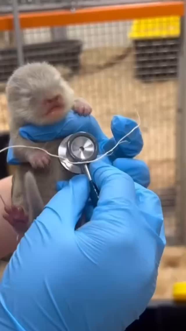 Introducing Ripple, Splash, Puddles, & Scuttle: Meet The Otter Pups ...