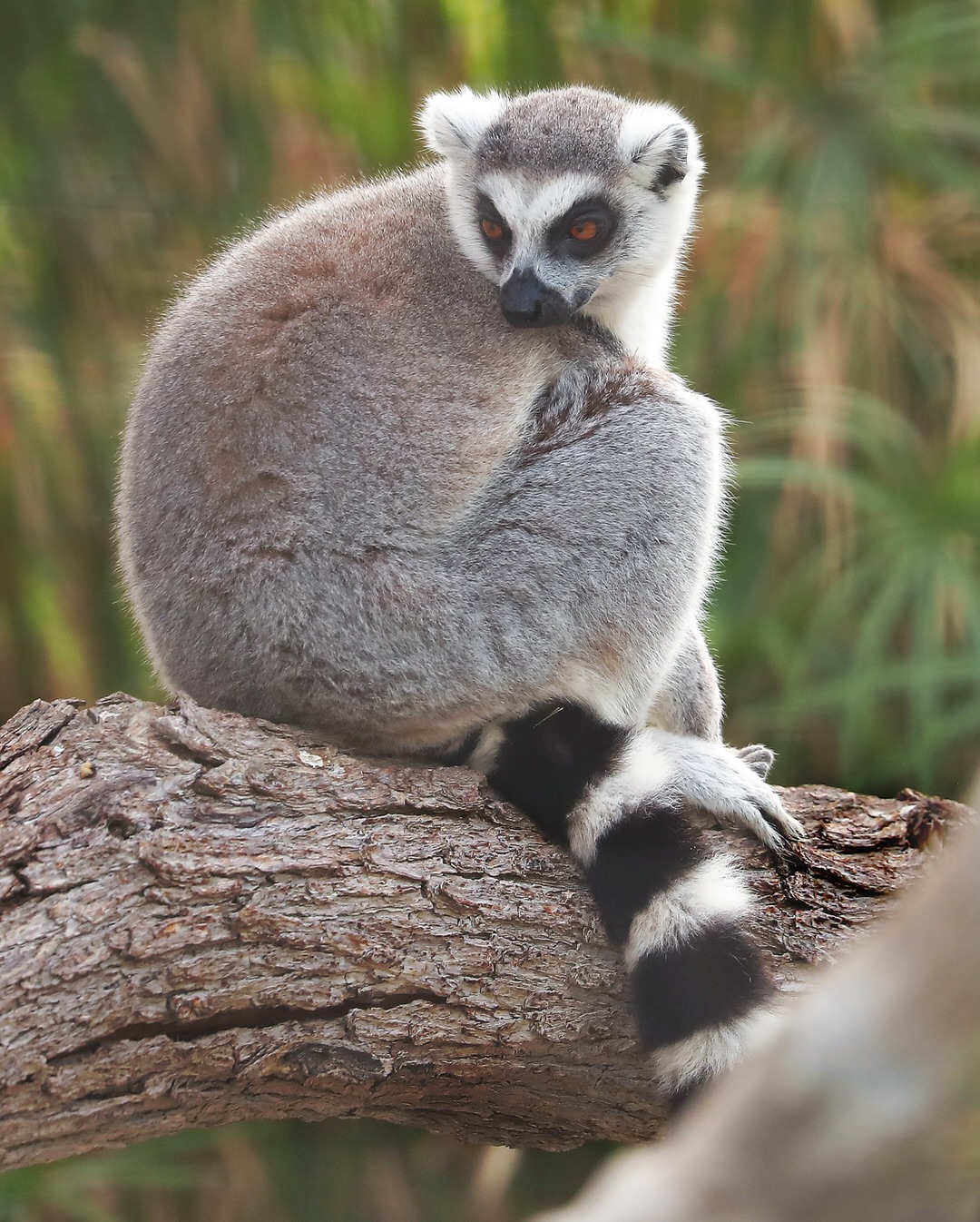 Beautiful From Every Angle: A Comprehensive Look - Al Ain Zoo Zoo Guide