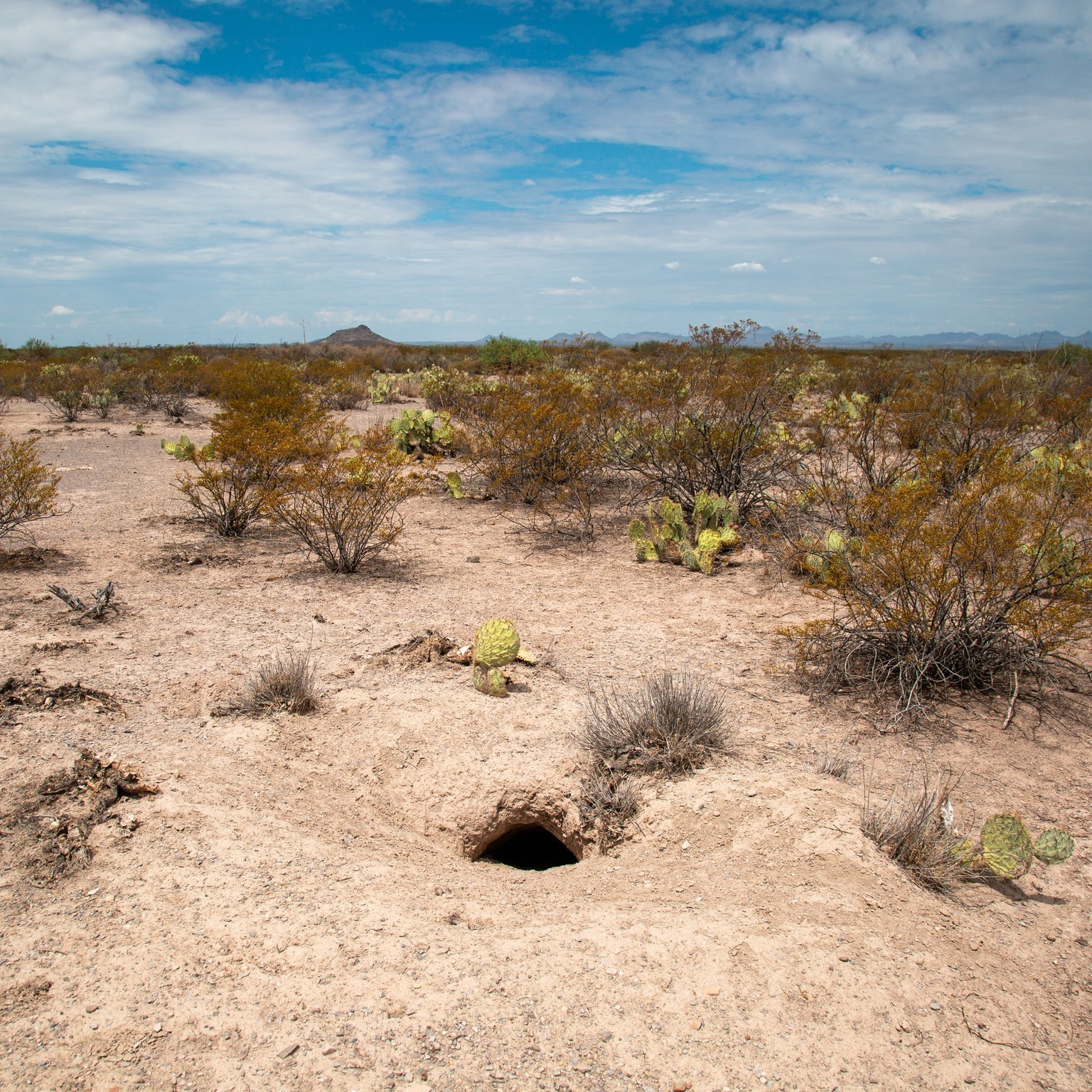 World Environment Day: Highlighting The Bolson Tortoise Ecosystem ...
