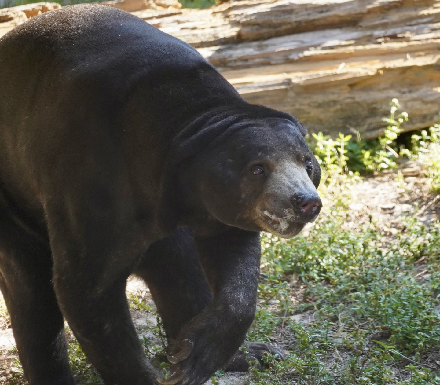 Curious About Kacey's Thoughts? Find Out What You Know! - Zoos - USA ...