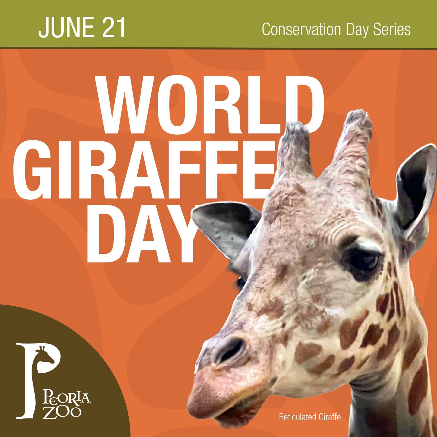 Prepare For World Giraffe Day: Mark Your Calendars! - Peoria Zoo Zoo Guide
