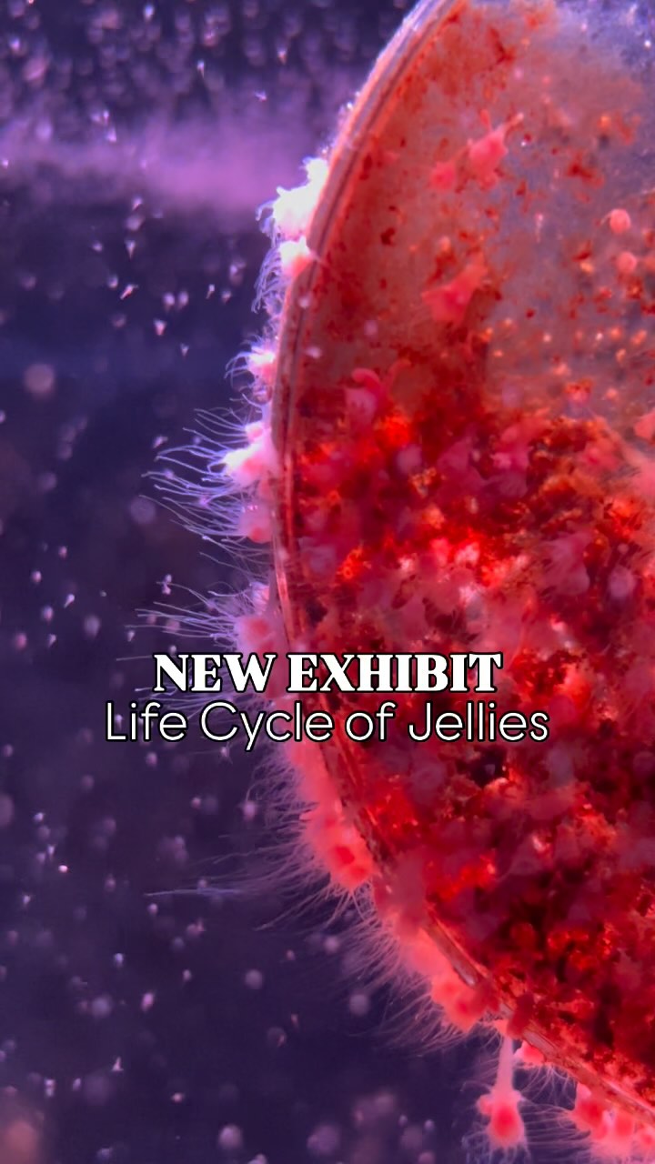 Explore Our New Jelly Life Cycle Exhibit At OdySea Aquarium! - OdySea ...
