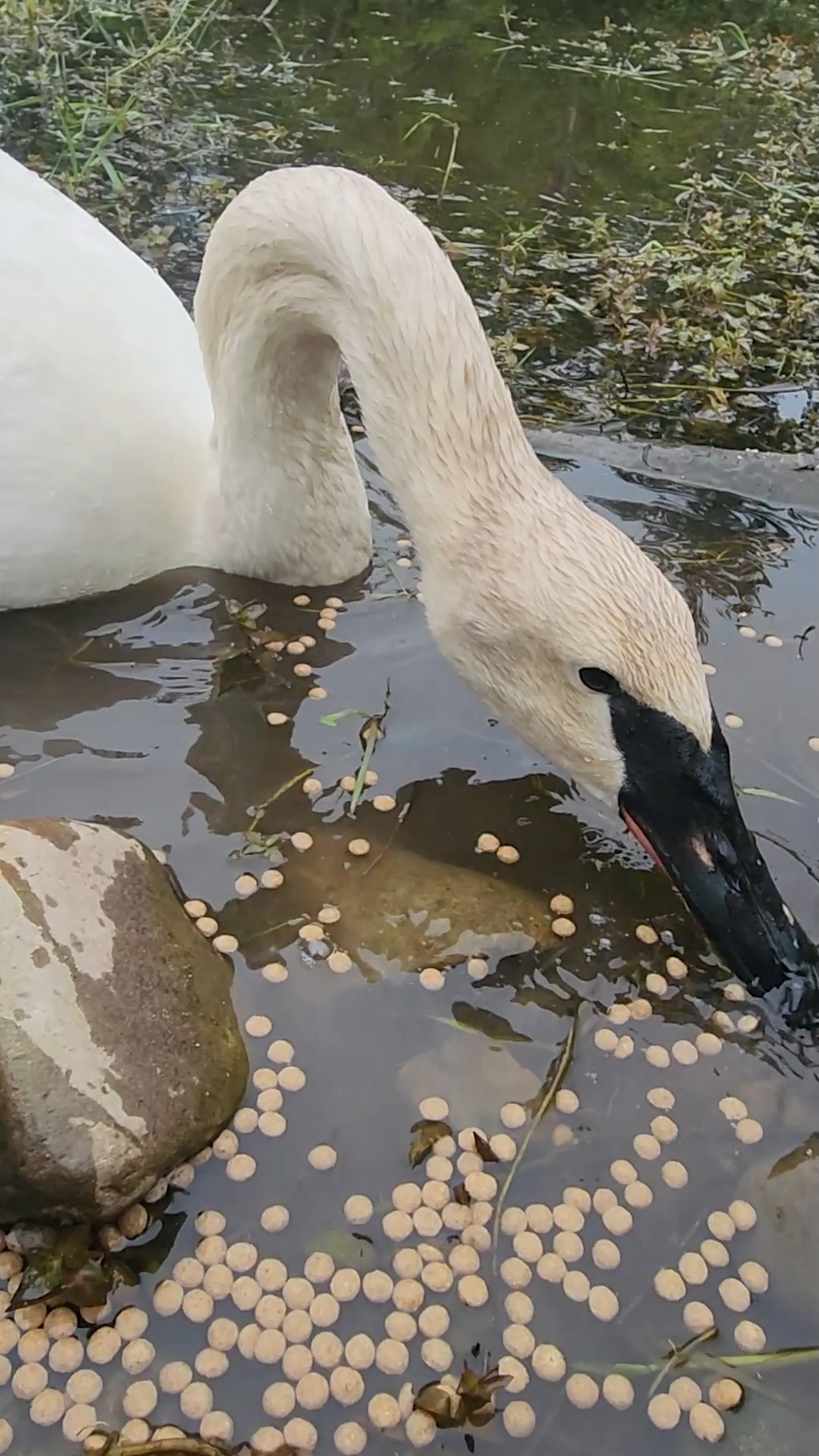 Meet Trillium: Our New Swan, A Dedicated Snacker - Northwest Trek ...