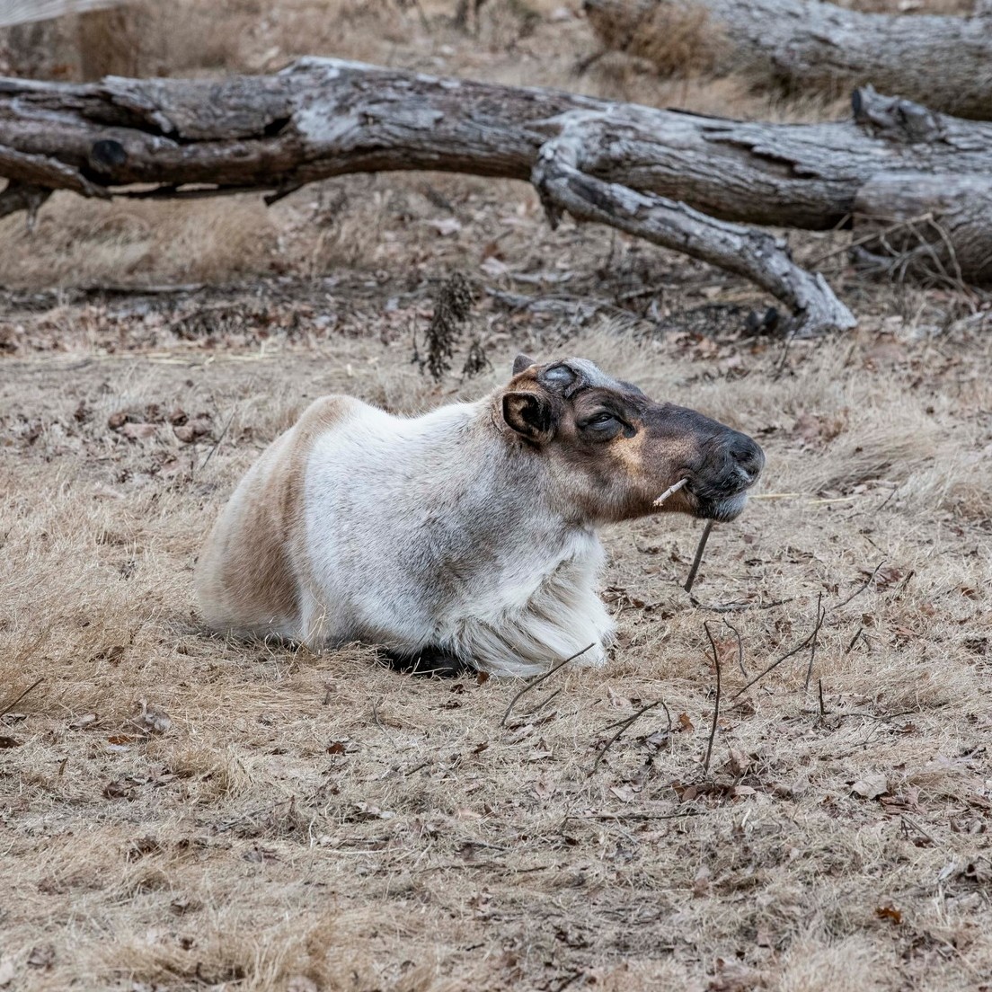 Celebrate World Caribou Day: Discover Bean's Antler Growth! - Milwaukee ...