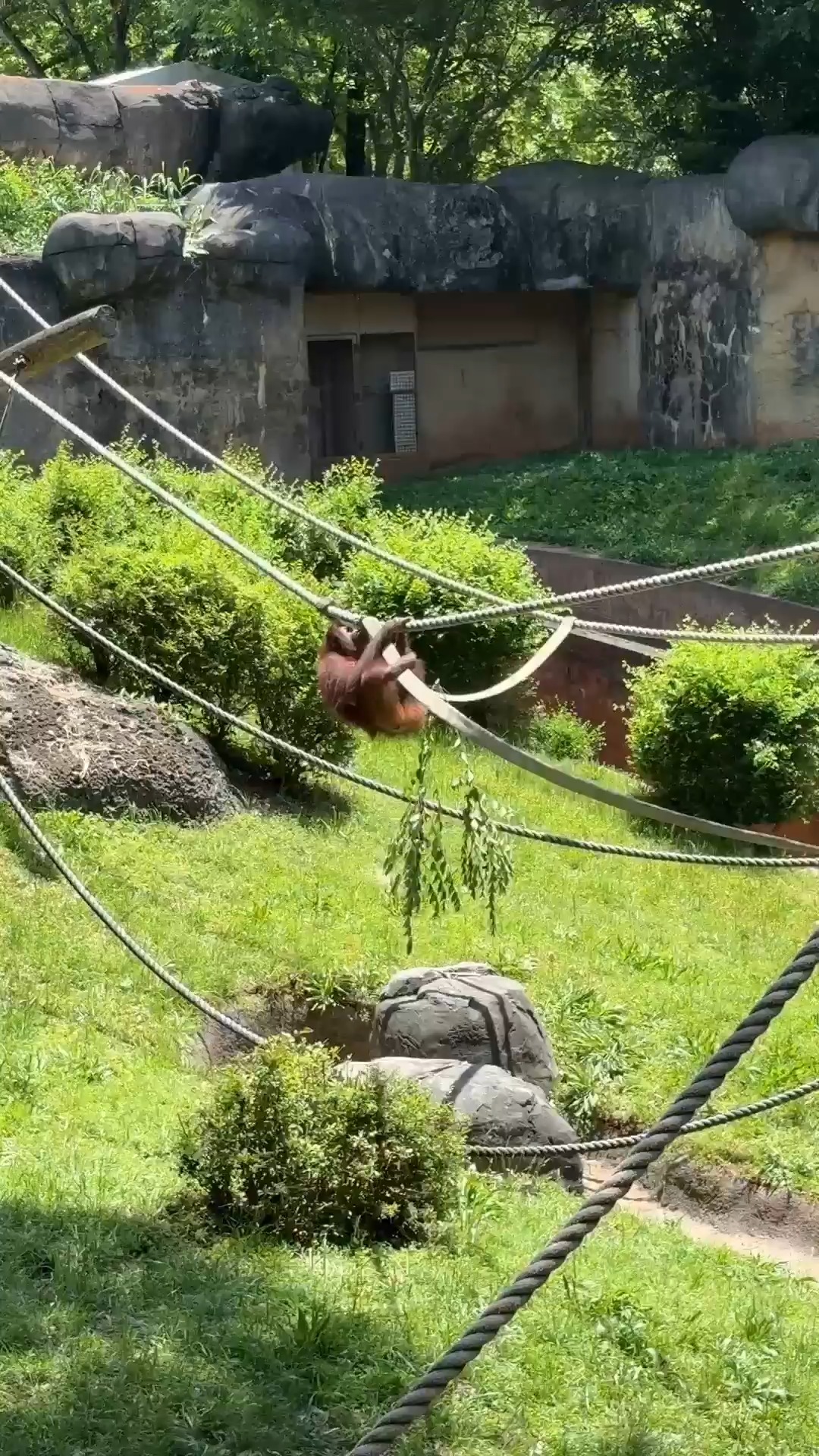 Innovative Ideas For Enhancing Animal Environments By Keepers - Zoos ...