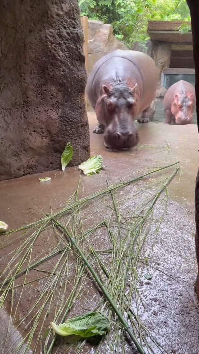 Fritz And Bibi Enjoy Snacks In Hippo Cove Cave! - Zoos - USA - Ohio ...