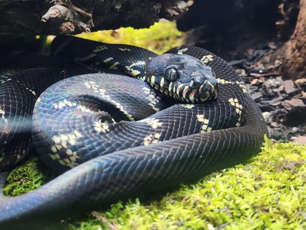 Discover The Boelen's Python: A Rare And Beautiful Snake - Zoos - USA ...