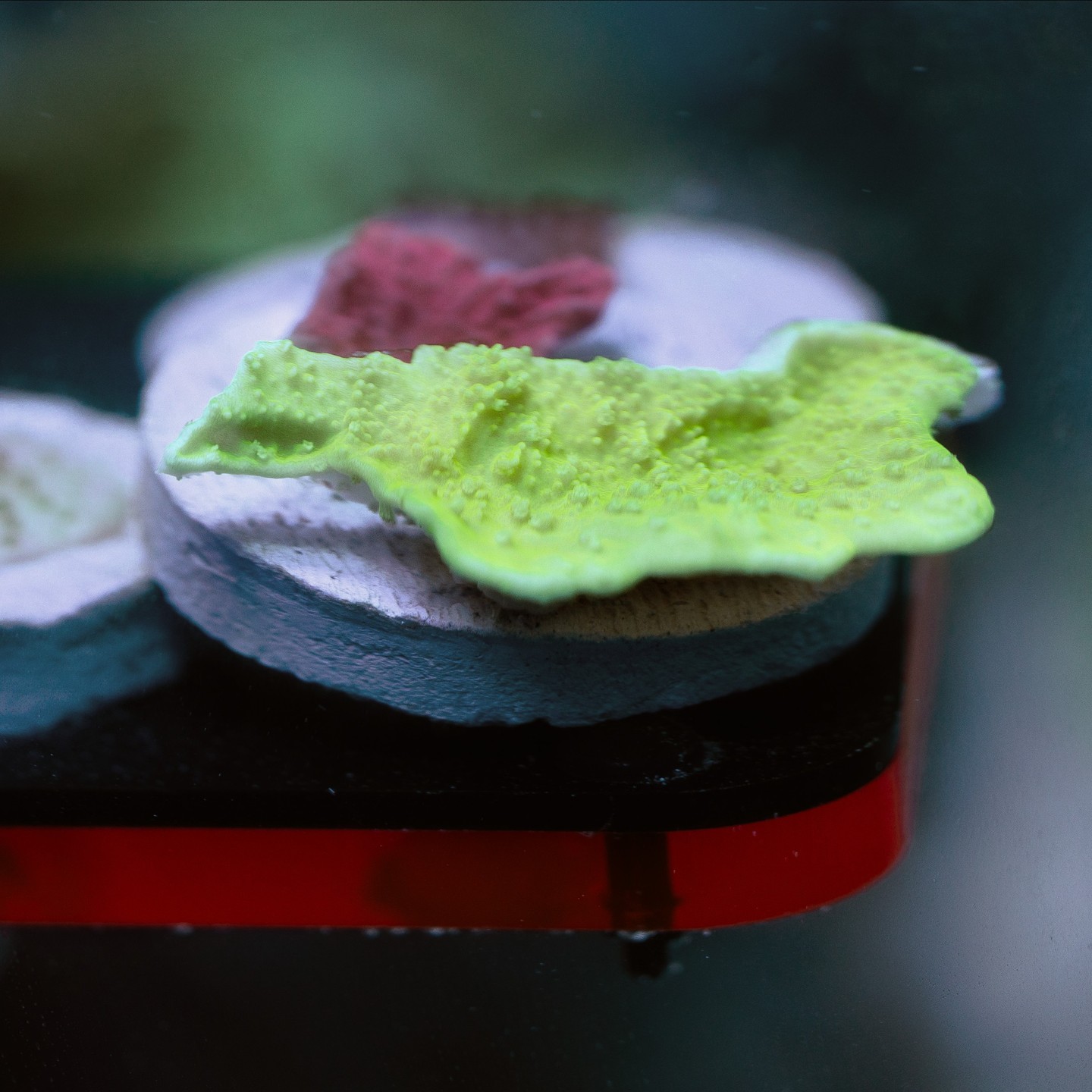 Meet Pol The Polyp: Coral Awareness On World Reef Day! - Virginia ...