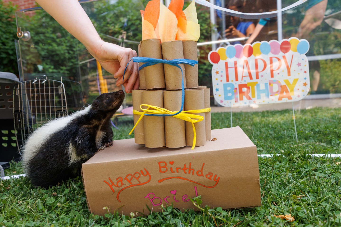Celebrating Brie's First Birthday: Our Striped Skunk Ambassador ...