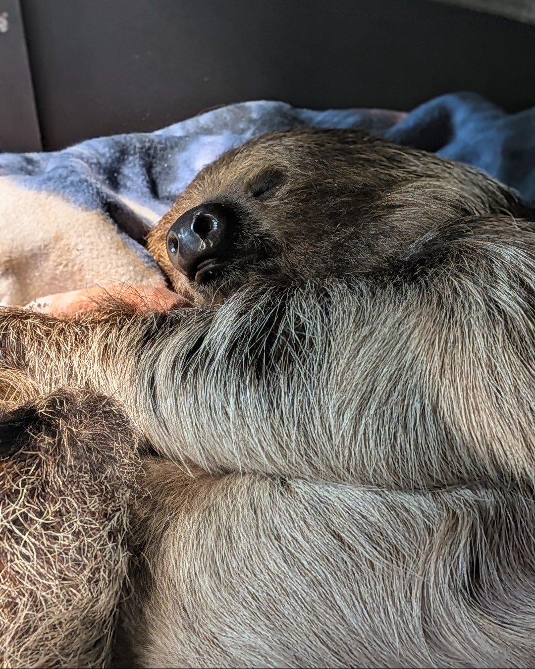 Discover Sloths: Sleepy Saturdays With Sally - Toronto Zoo Zoo Guide