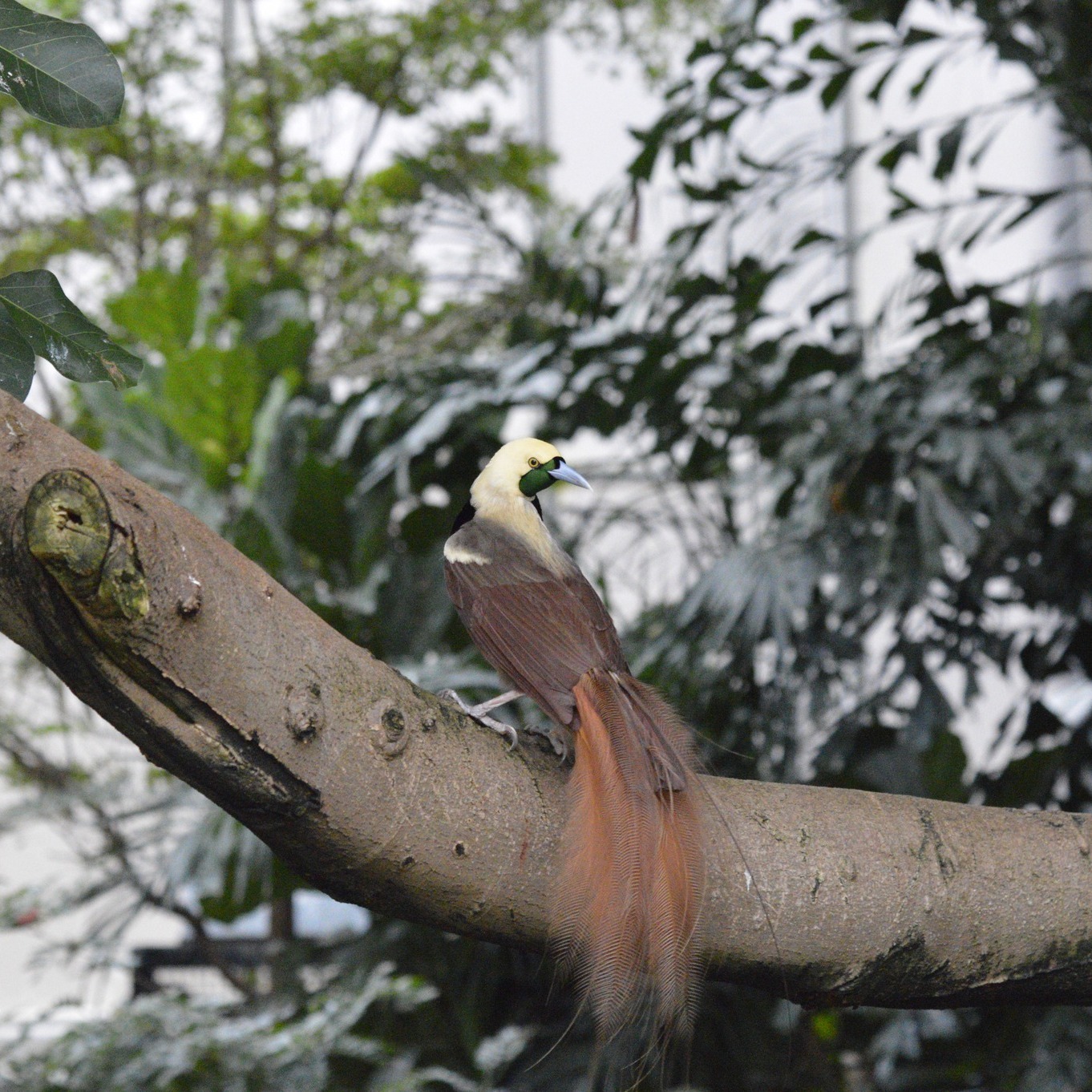 Soar With The National Aviary's New Summer Experience - National Aviary ...