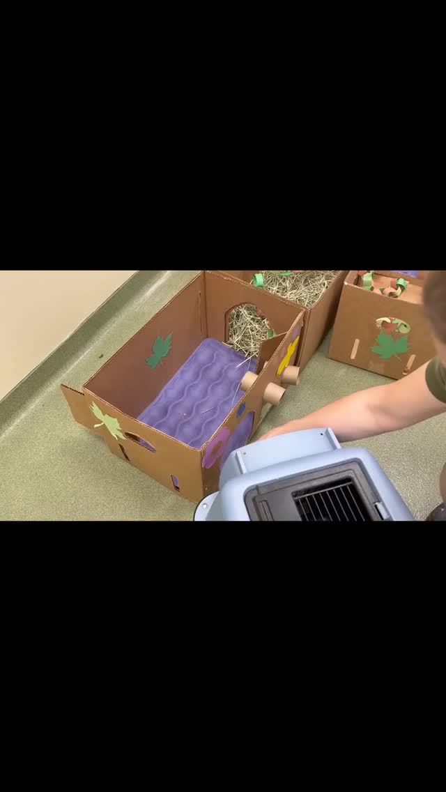 Meet Lawino: Southern Giant Pouch Rats And Their Cheek Pouches - Zoos ...