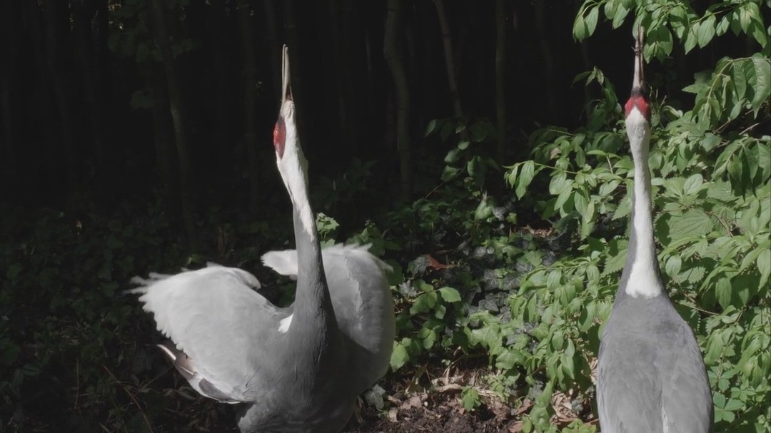 White-Naped Cranes Displaying During Breeding Season - Bronx Zoo Zoo Guide