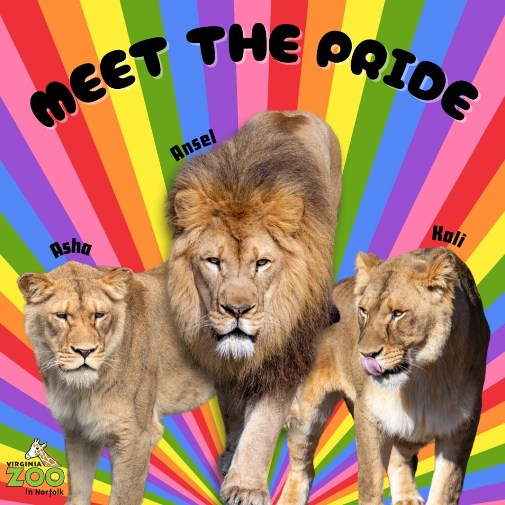 Celebrate Pride With Our Favorite Lions At Virginia Zoo! - Zoos - USA ...