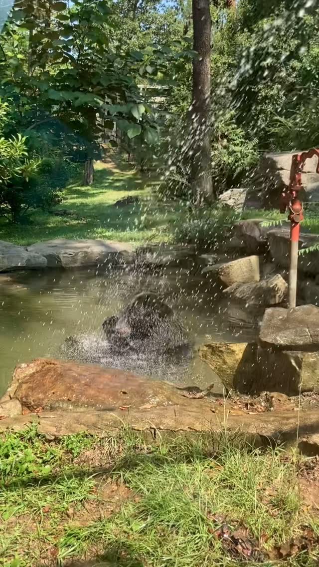 The Ultimate Bear Pool Party: Book Your Celebration Today! - Zoos - USA ...