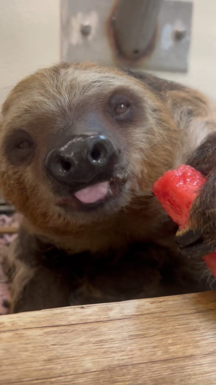 Celebrating Juno The Sloth's 2nd Birthday With His Care Team! - Zoos ...