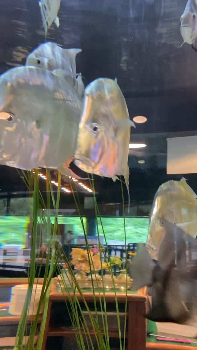 Explore Ocean & Chesapeake Bay Conservation At VLM Today! - Virginia ...