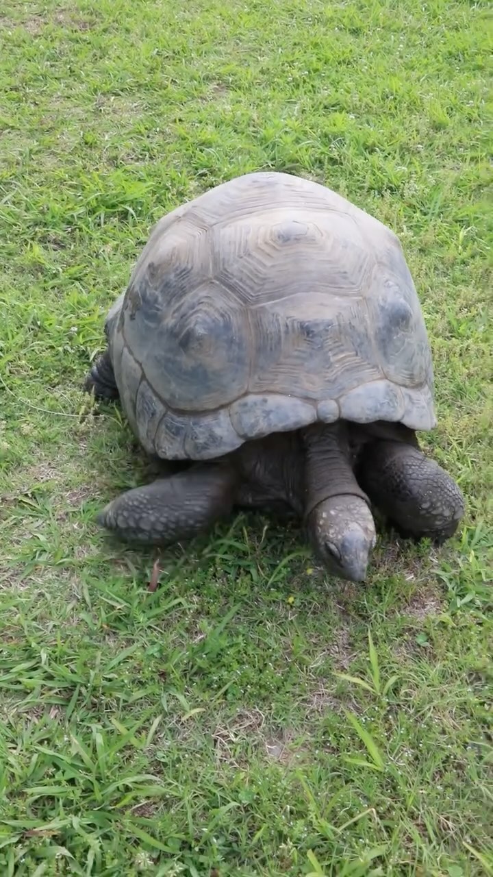 Aldabra Tortoises: Tofi, Mud Princess, And Non Enjoy The Sun - Tulsa ...