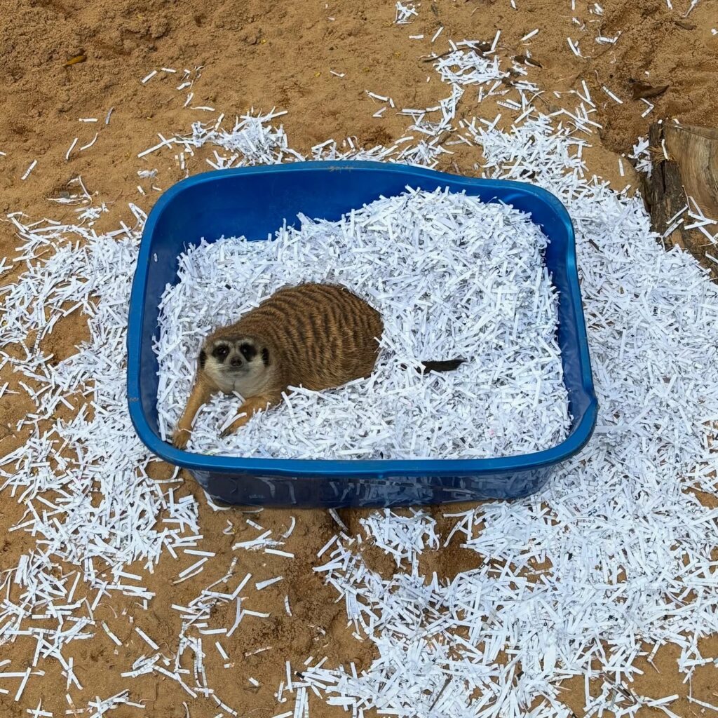 Animal Enrichment: Diverse Approaches And Techniques - Riverbanks Zoo ...