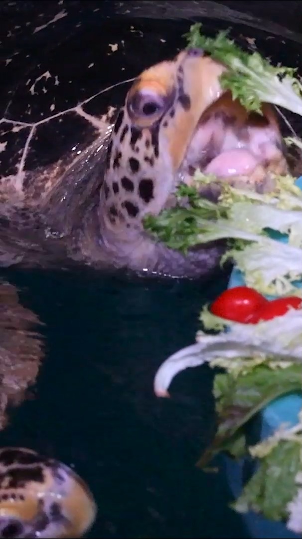 Meet Sea Turtles Sunny And Azul Celebrating Their 22nd Year - Point ...