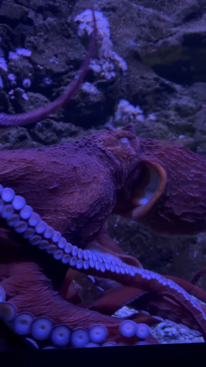 Giant Pacific Octopuses: Remarkable Grip Strength! - OdySea Aquarium ...