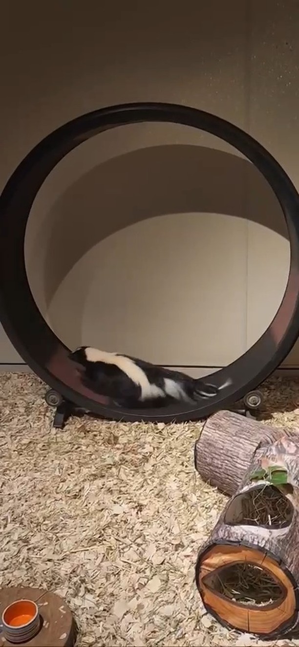 Celebrate Boone's Birthday: An Ode To Our Striped Skunk! - North ...