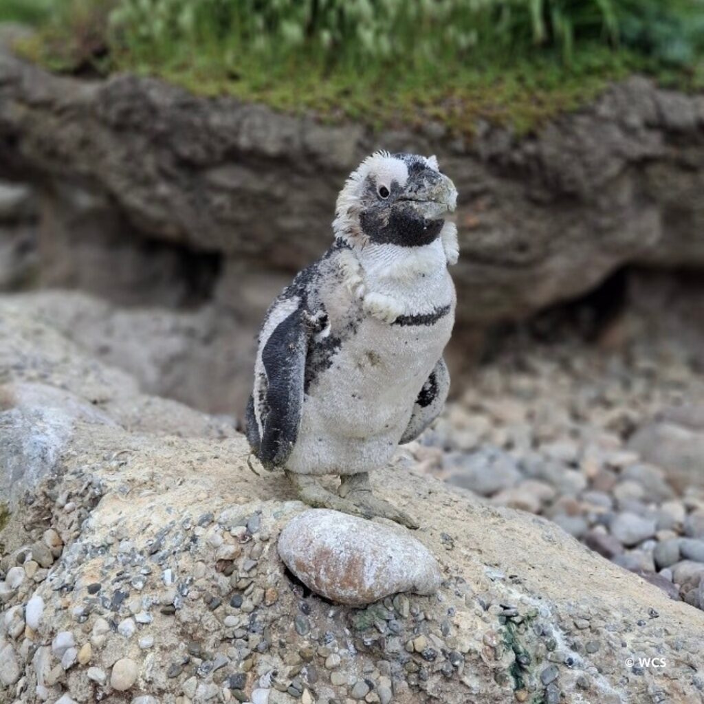 Annual Penguin Molt: Shedding Old Feathers For New Growth - New York ...