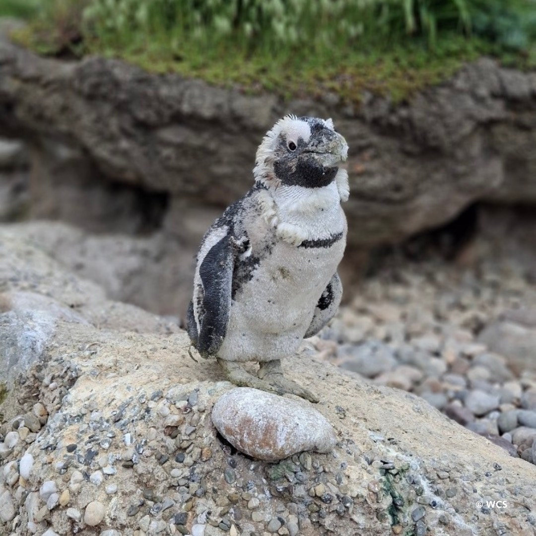 Annual Penguin Molt: Shedding Old Feathers For New Growth - New York ...
