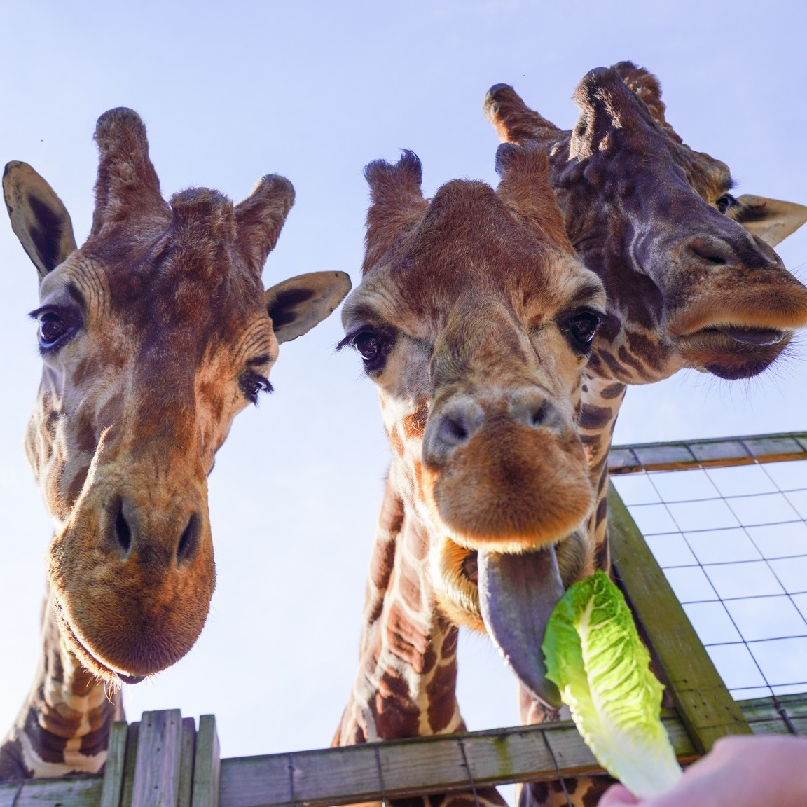 Join The Tallest Boys In Town For World Giraffe Day On June 21 ...