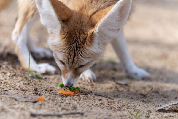 What Do Fennec Foxes Eat? A Look At Their Diet Essentials - Endangered ...