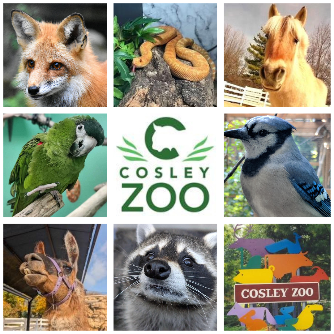 Connecting People And Animals: Cosley Zoo's Mission - Cosley Zoo Zoo Guide