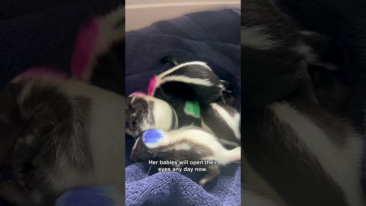 Skunk Kits: Observing Their Rapid Growth - Cheyenne Mountain Zoo Zoo Guide