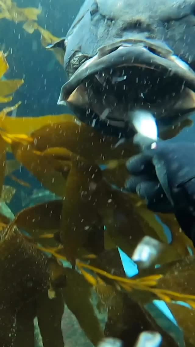 Discover The Reasons Behind The Giant Sea Bass Name - Zoos - USA ...